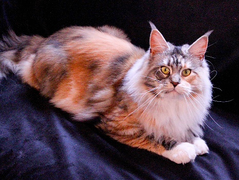 Welcome to Romacoon maine coons